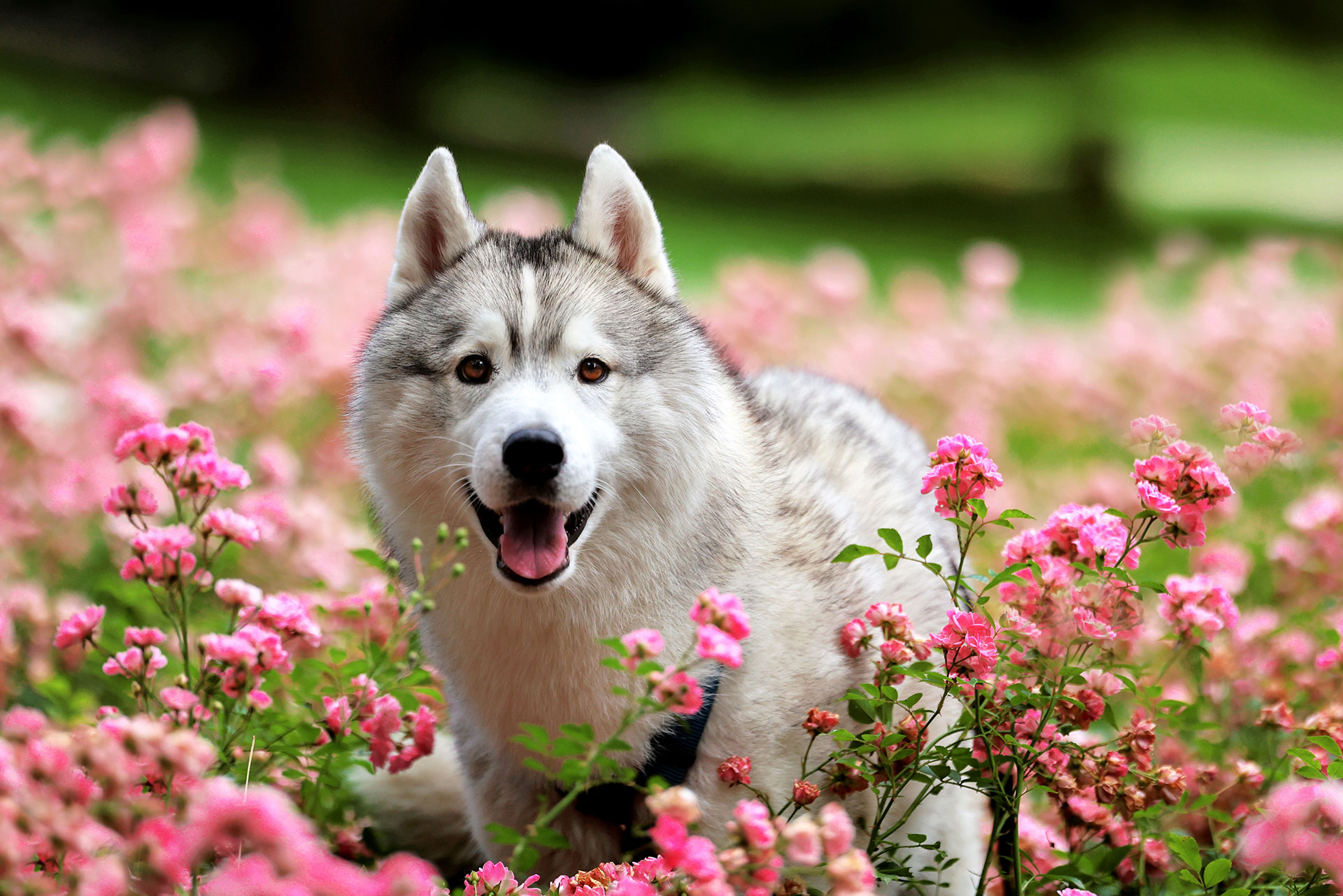 Veterinarian in Perth, Westport | Vet Near You | Perth Veterinary Clinic